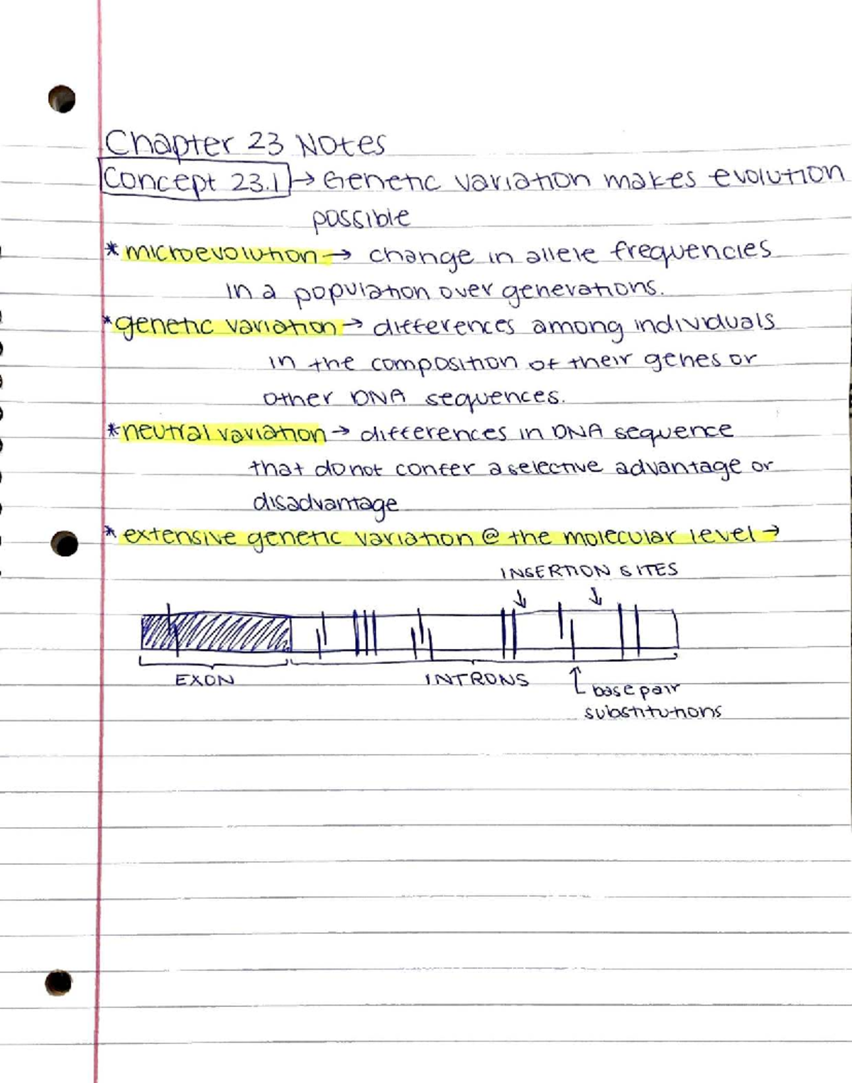 Chapter 23 Notes: Genetic Variation and Evolution Concepts - Studocu