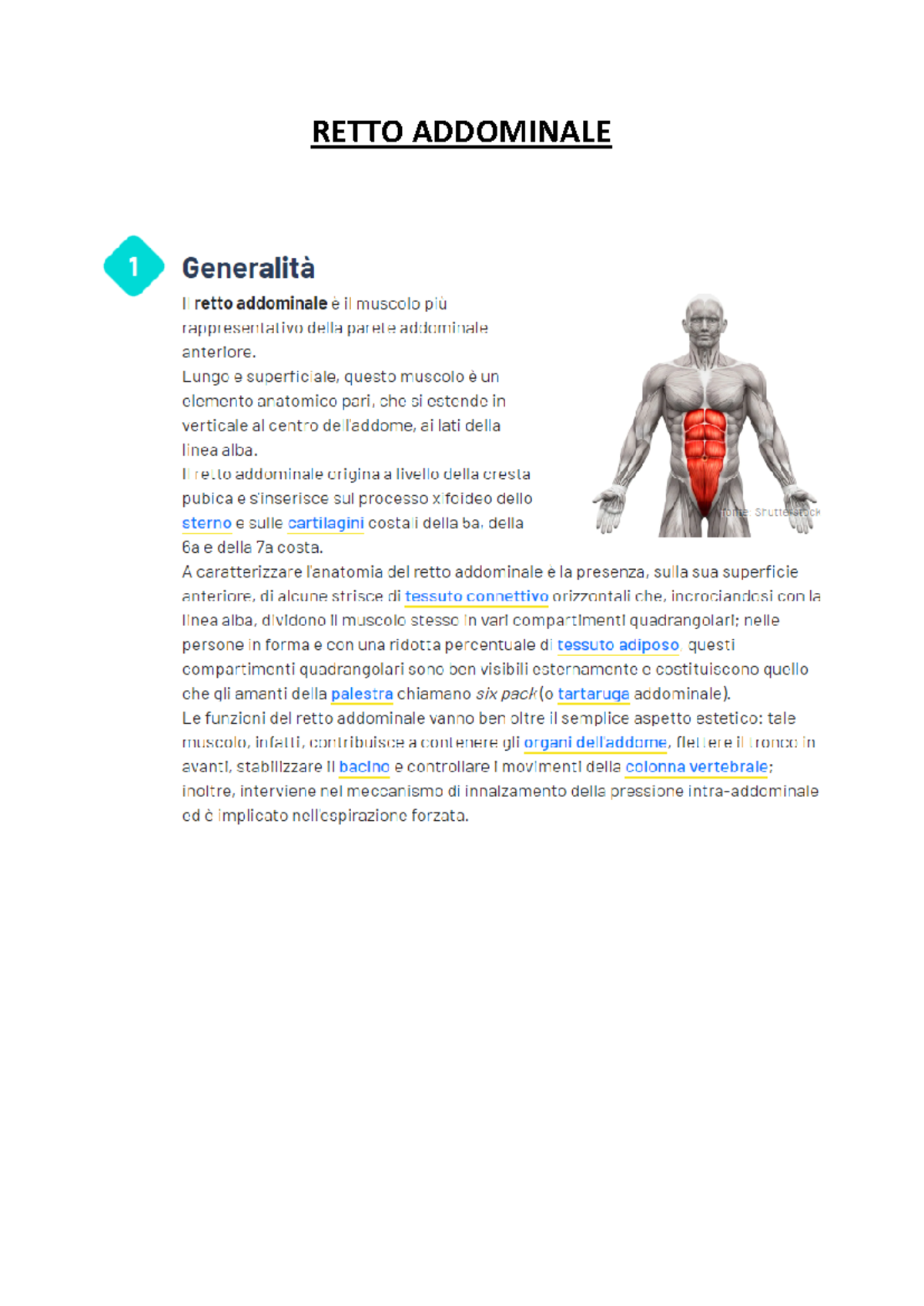 Retto Addominale - RETTO ADDOMINALE 1 Generalità II retto addominale è ...
