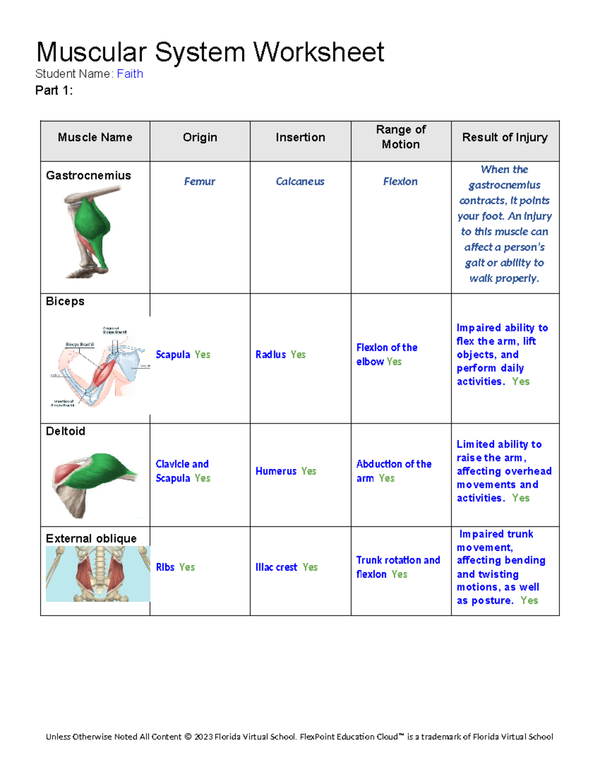 Muscular System Worksheet - Anatomy Study Guide for Students - Studocu