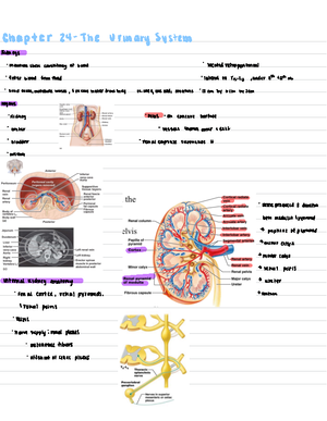 Anatomy of the Heart and Brain: Key Structures and Functions - Studocu