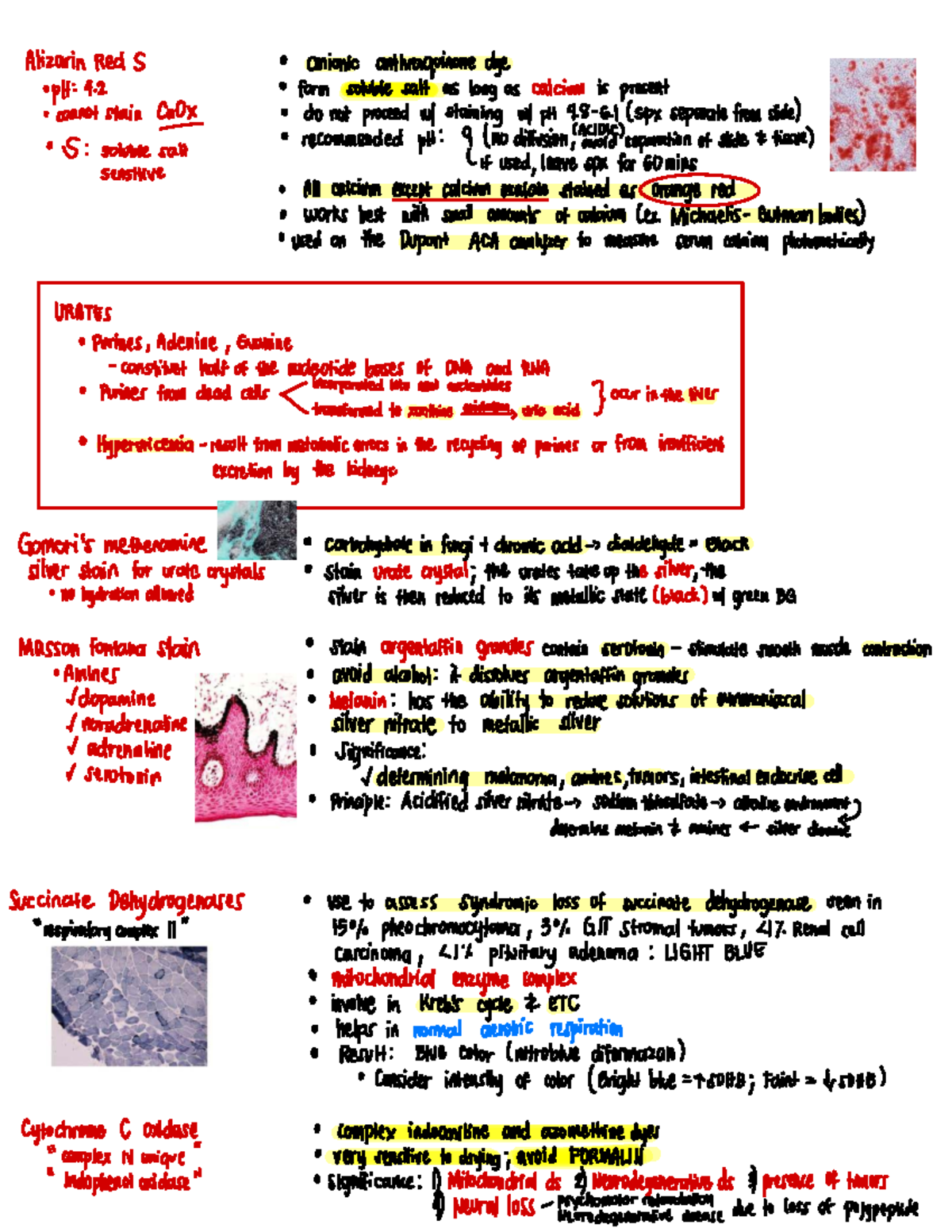 Histochemistry P2: Staining Techniques and Enzyme Reactions - Studocu