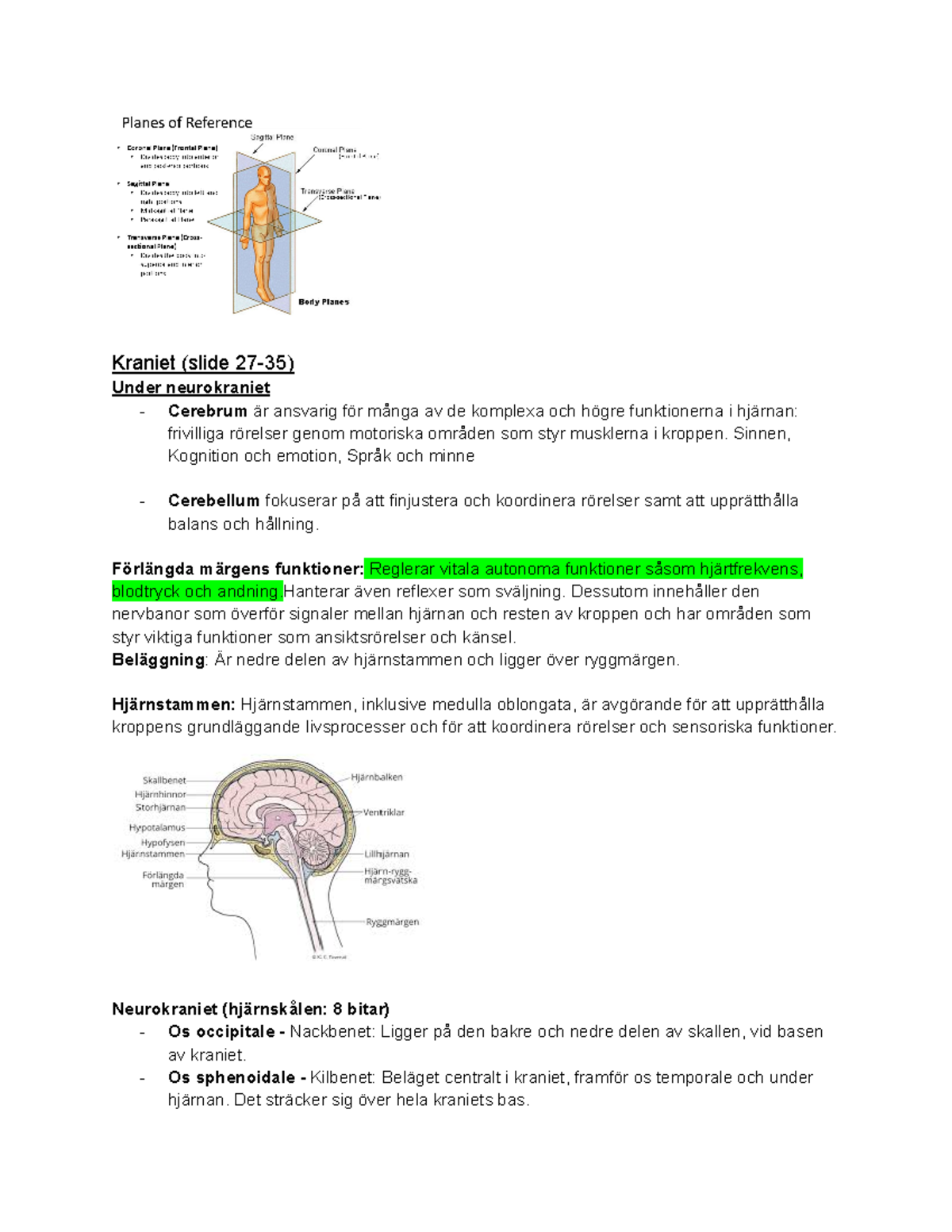 Anatomi 1 - Kraniet (slide 27-35) Under neurokraniet - Cerebrum är ...