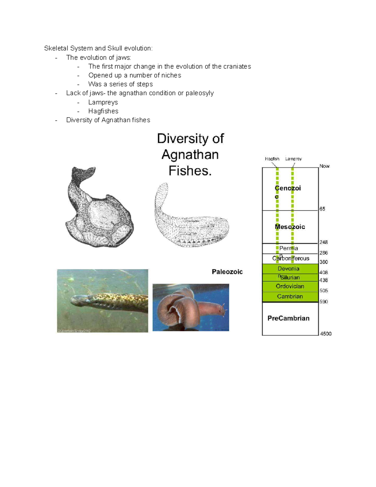The Evolution of Gnathostome Jaws: Insights into Craniate Dynamics ...