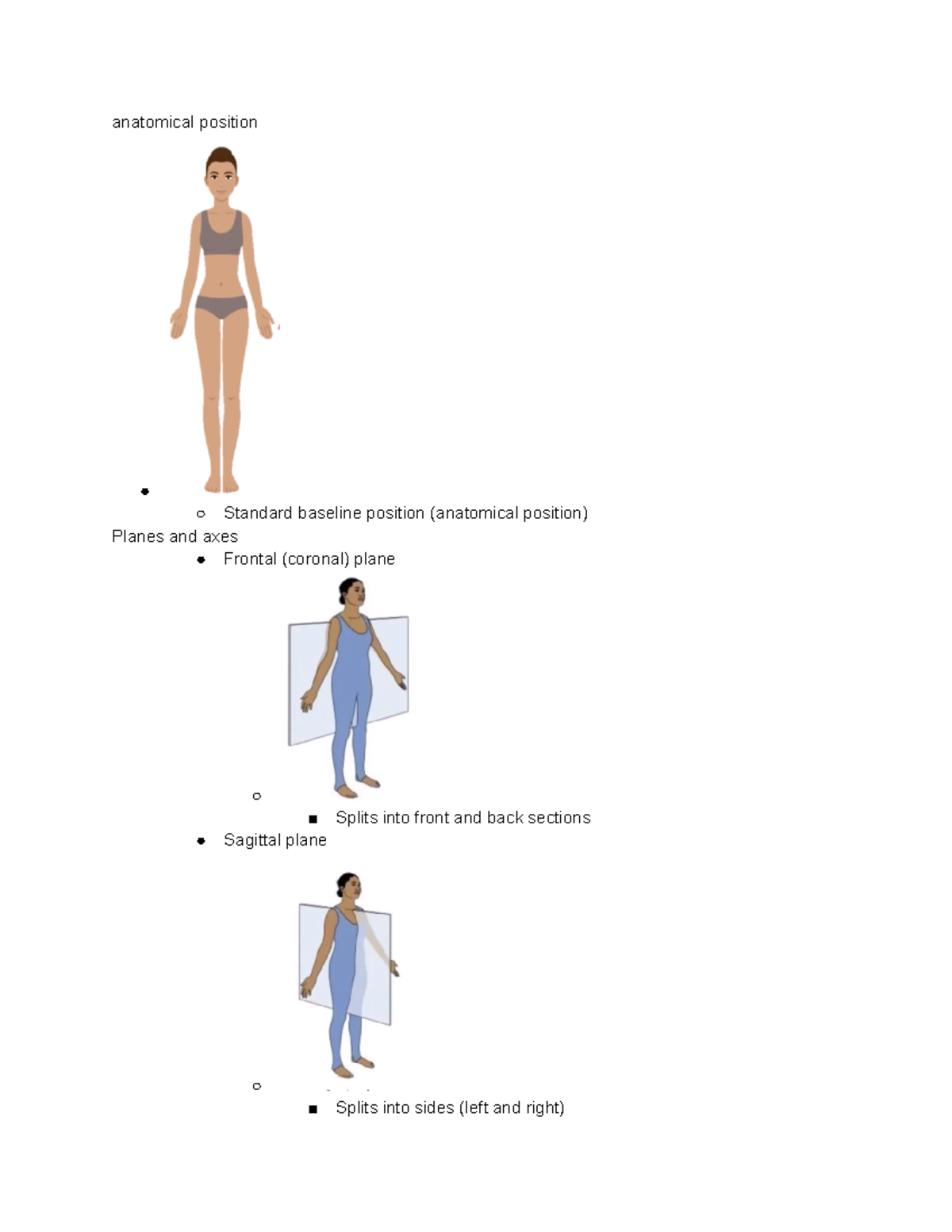 Anatomy 1043 - anatomical position Standard baseline position ...