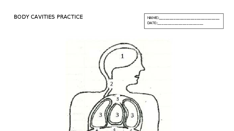 Bodycavitiesabdominalregionscoloringactivity-1 - BODY CAVITIES PRACTICE ...