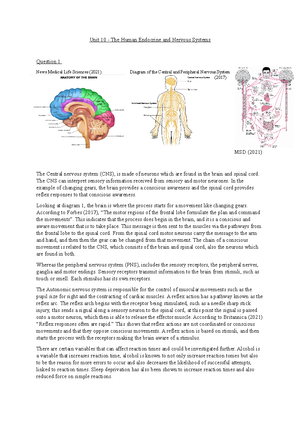 Unit 12 - The Human Endocrine and Nervous System - Unit 12: The Human ...