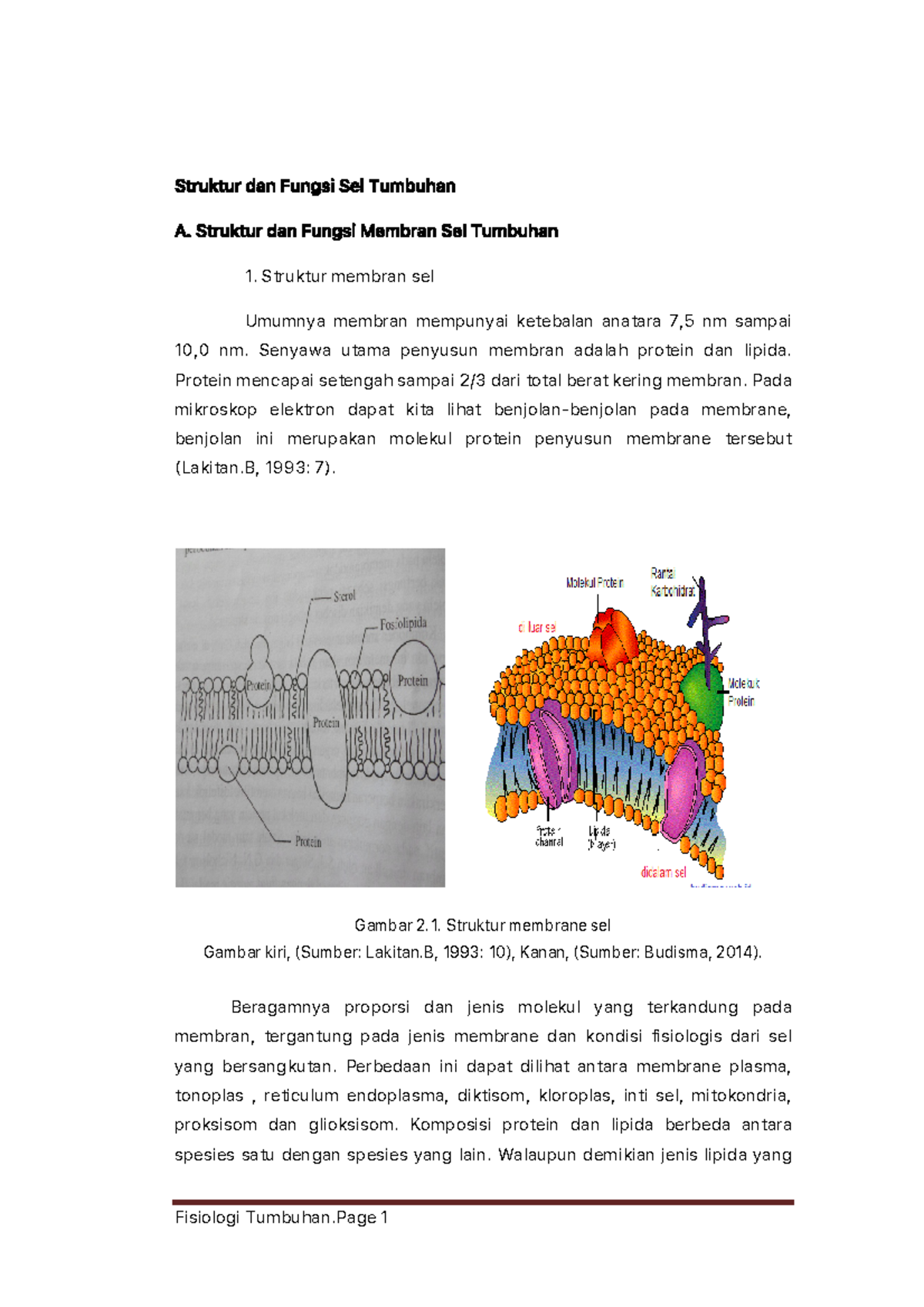 Struktur dan Fungsi Sel Tumbuhan: Organel, Difusi, Osmosis dan ...
