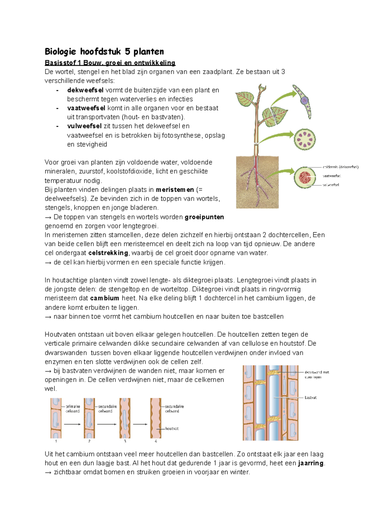 Biologie H5: Planten Samenvatting VWO 5 - Essentiële Inzichten en Groei ...