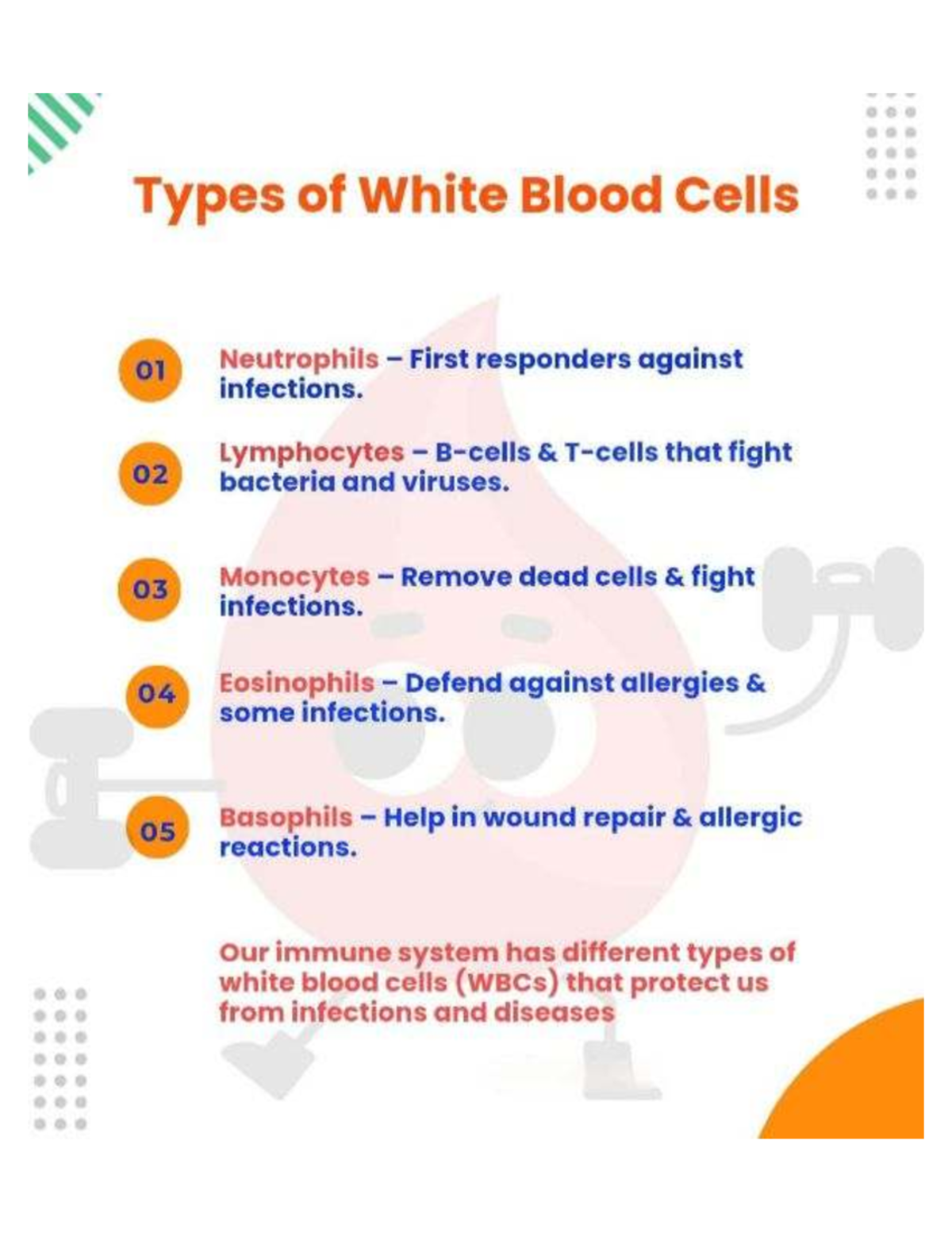 Types of White Blood Cells: Neutrophils, Lymphocytes, and More - Studocu