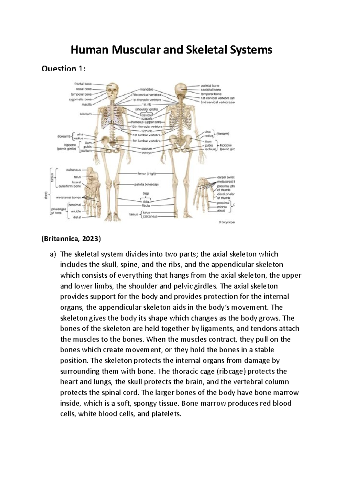 Human Muscular & Skeletal Systems Overview - Concepts & Functions - Studocu