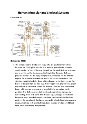 Unit 14 - The Human Muscular and Skeletal Systems - Question 1 ...