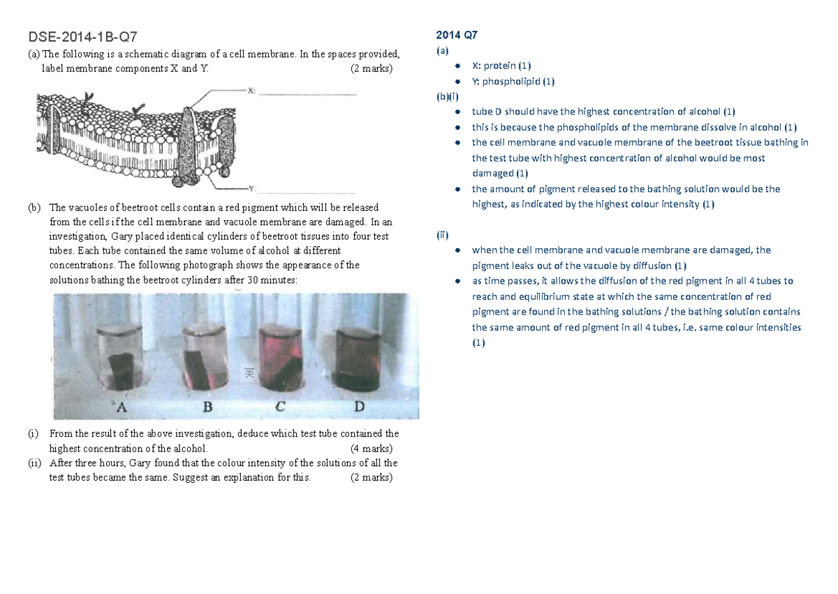 DSE Paper 1B: Cell Membrane Structure & Potato Water Potential Analysis ...