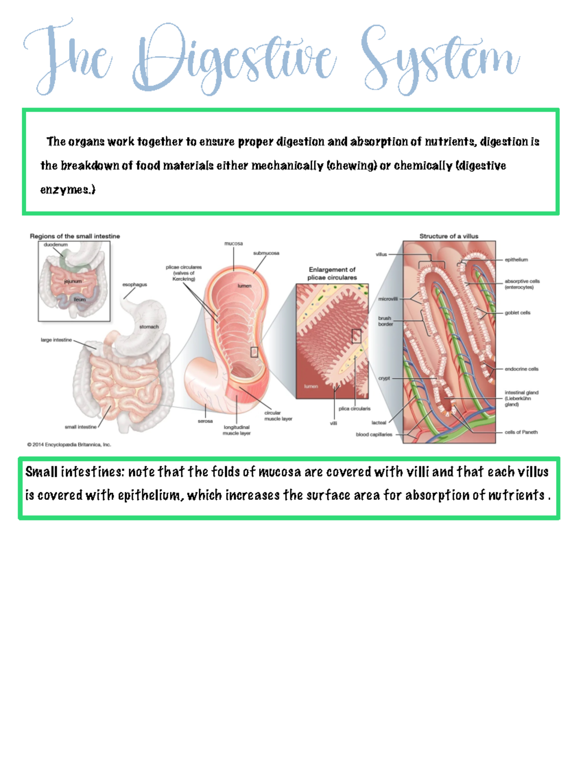 Digestive System II - Summary of Anatomy & Physiology - Studocu