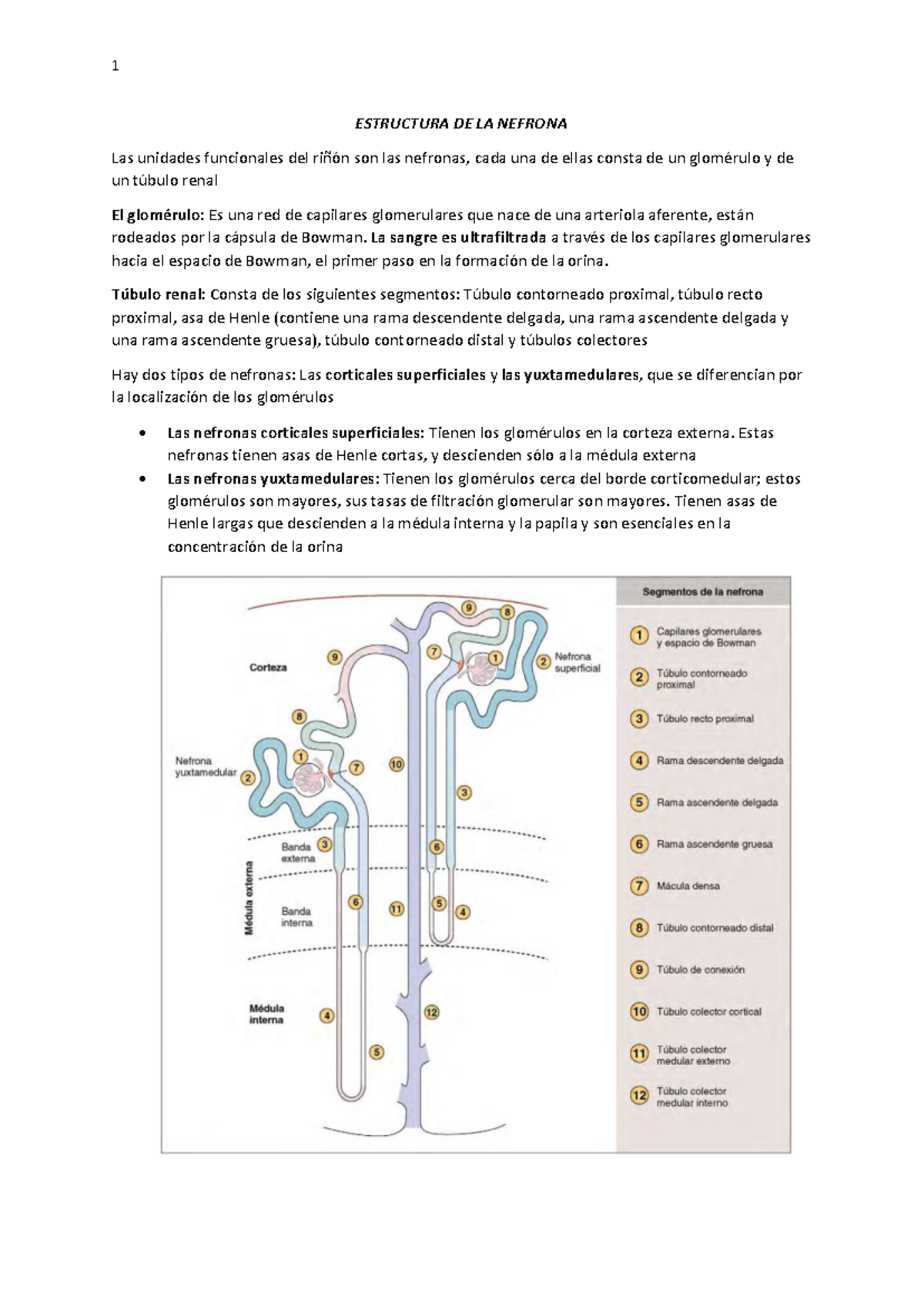 Fisiología renal - ESTRUCTURA DE LA NEFRONA Las unidades funcionales ...