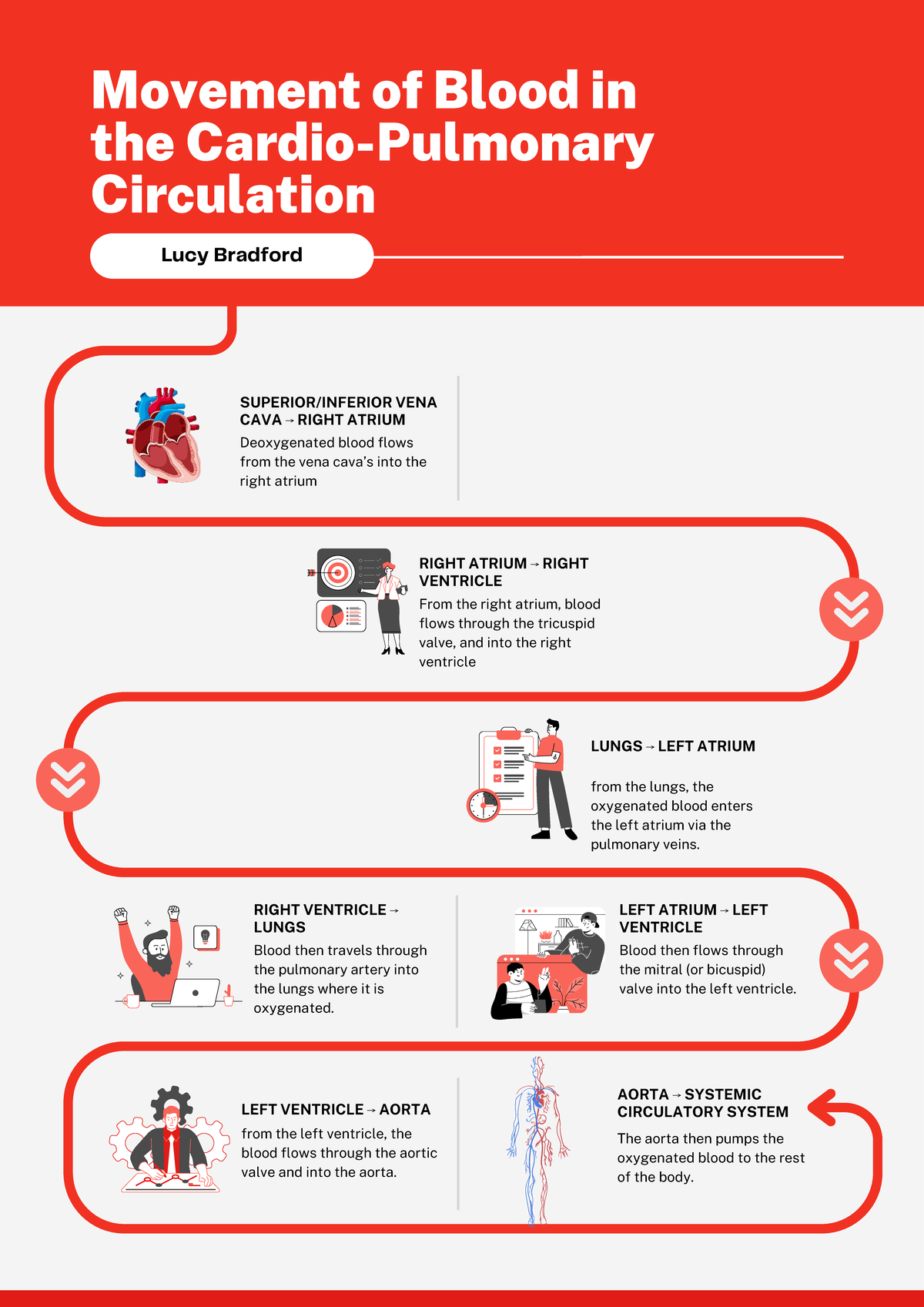 Movement of Blood in the Cardio-Pulmonary Circulation: A Detailed ...