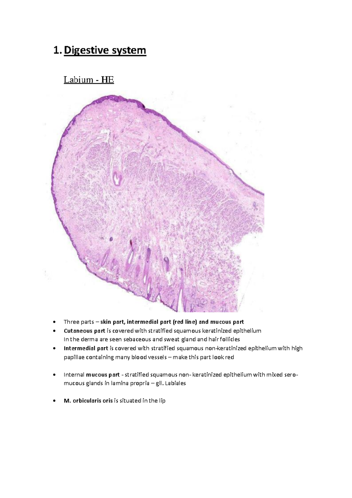 Microanatomy: Digestive System - All Slides Overview - Studocu