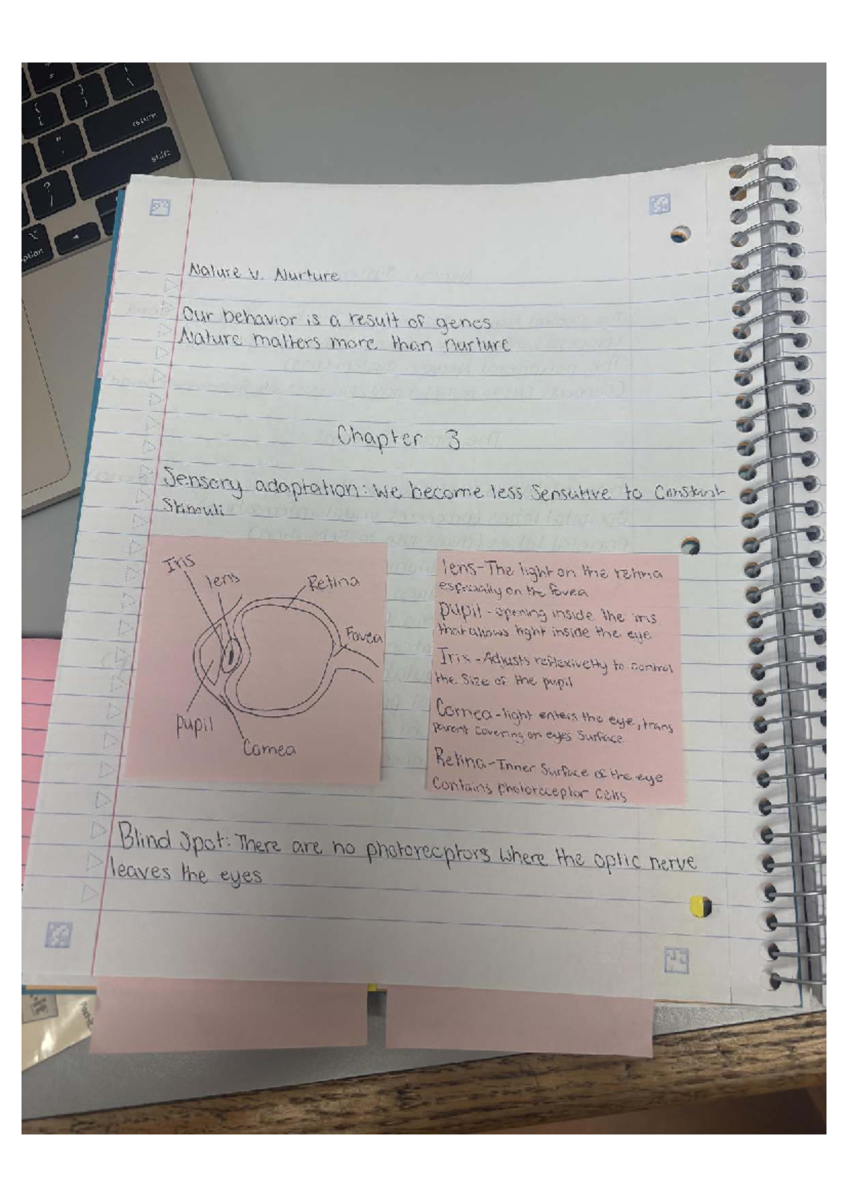 Nature vs. Nurture: Chapter 3 - Sensory Adaptation Insights - Studocu