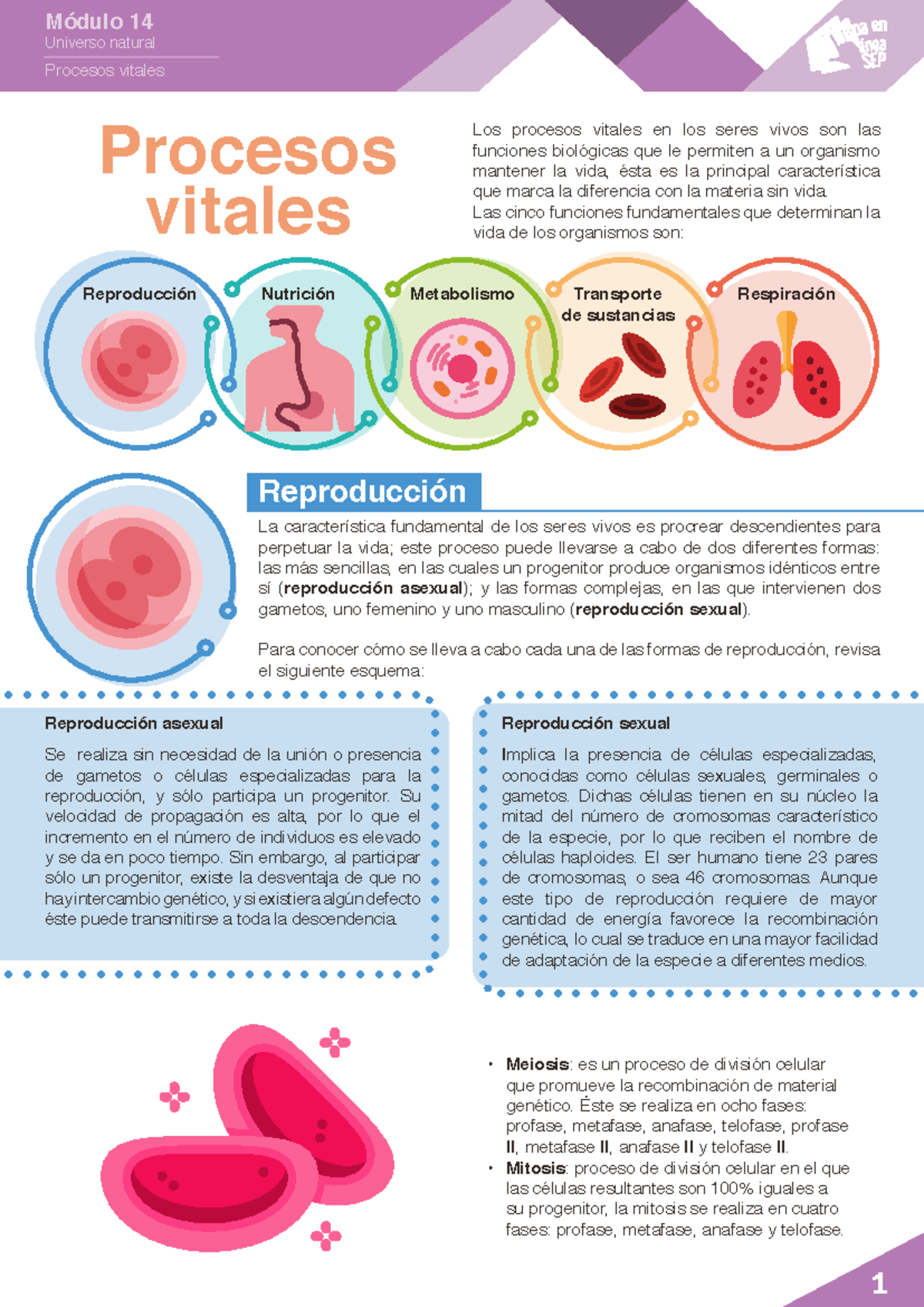 Vital Processes in Living Organisms: A Detailed Overview PDF - Studocu