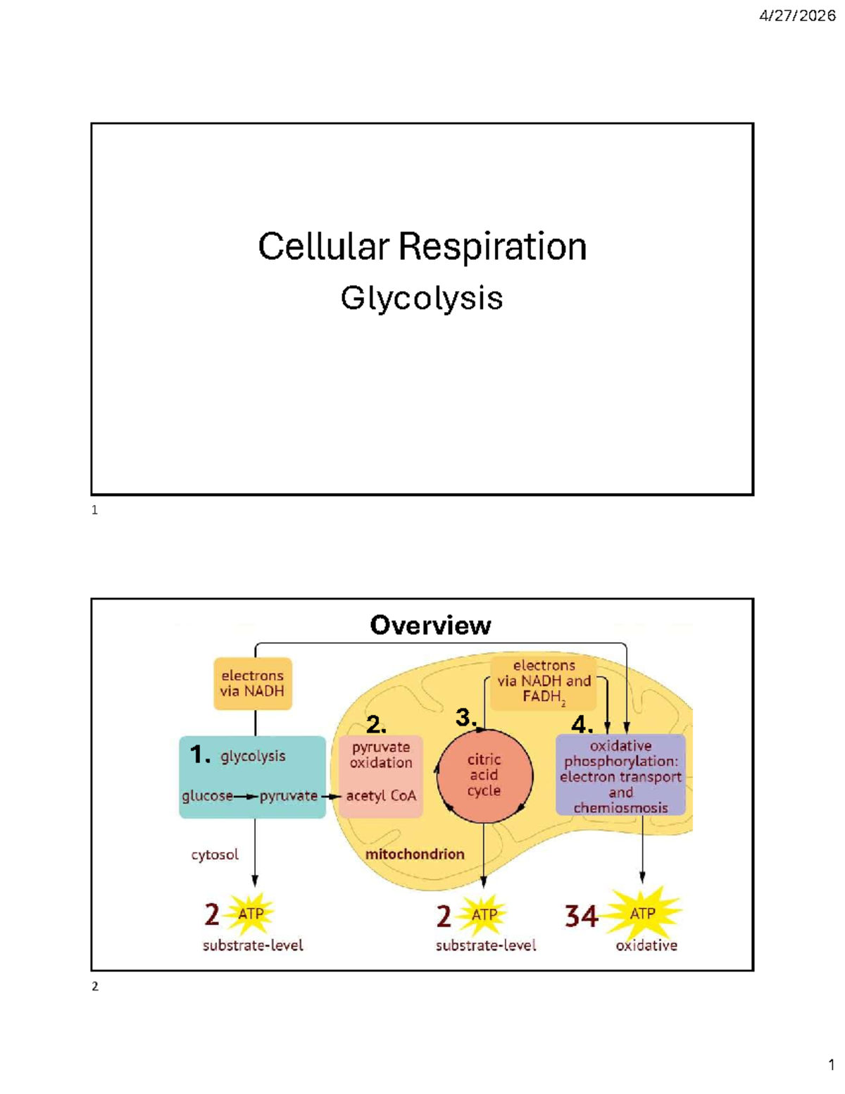 Cellular Respiration: Glycolysis Overview and Steps - Studocu