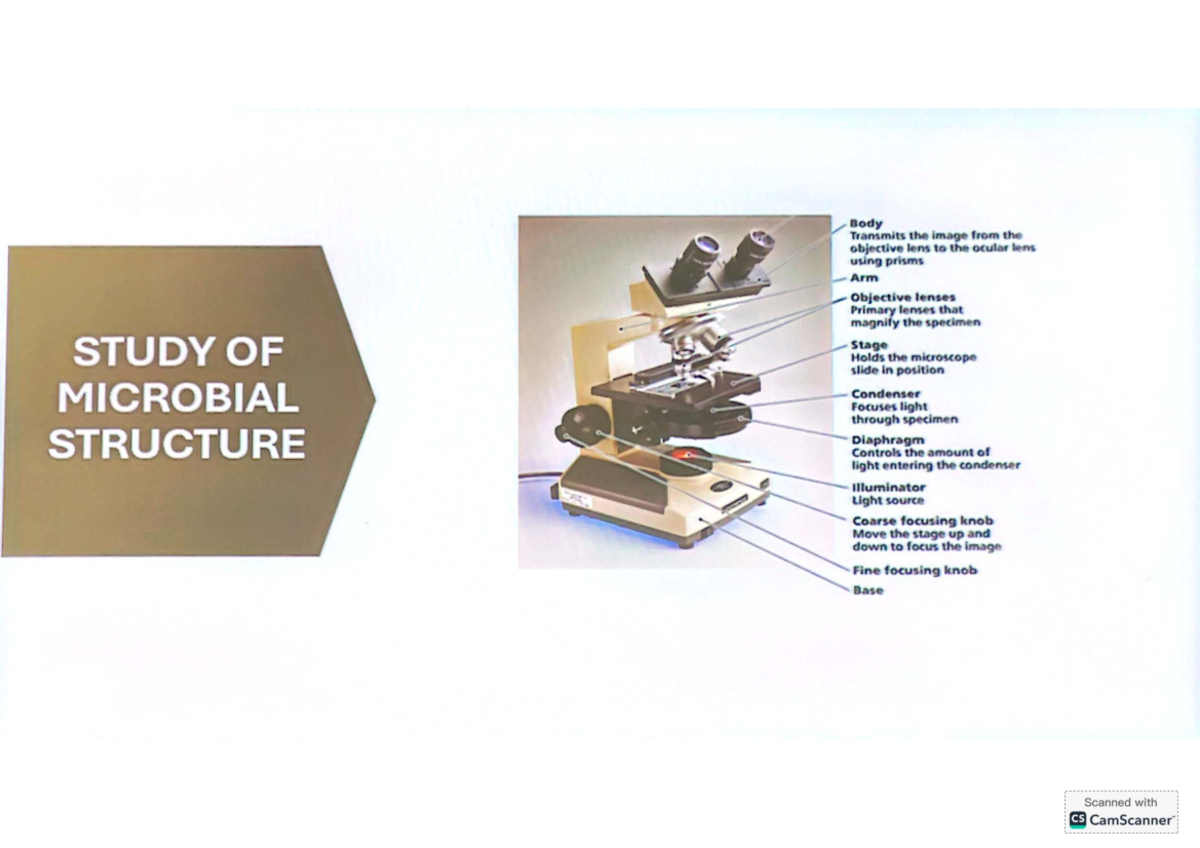 Microbiology Lecture Notes L2 - Microscopy Techniques and Stains - Studocu