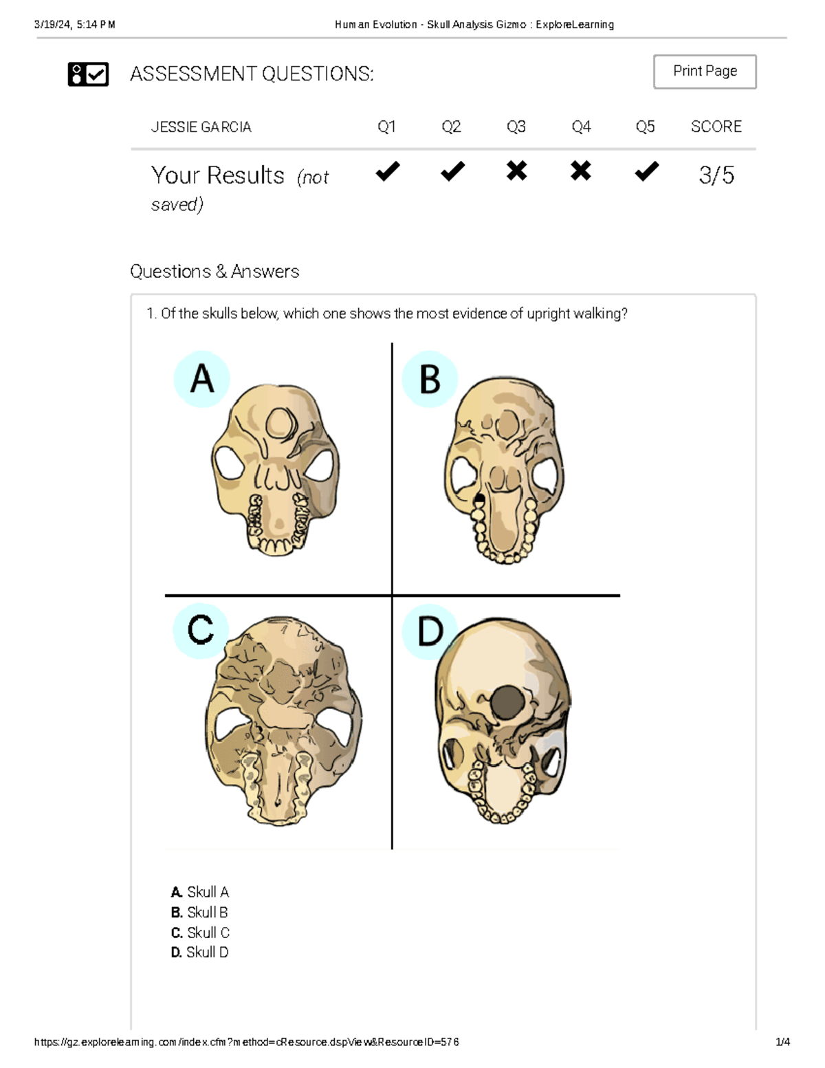 Human Evolution: Skull Analysis Assessment & Answers - Studocu