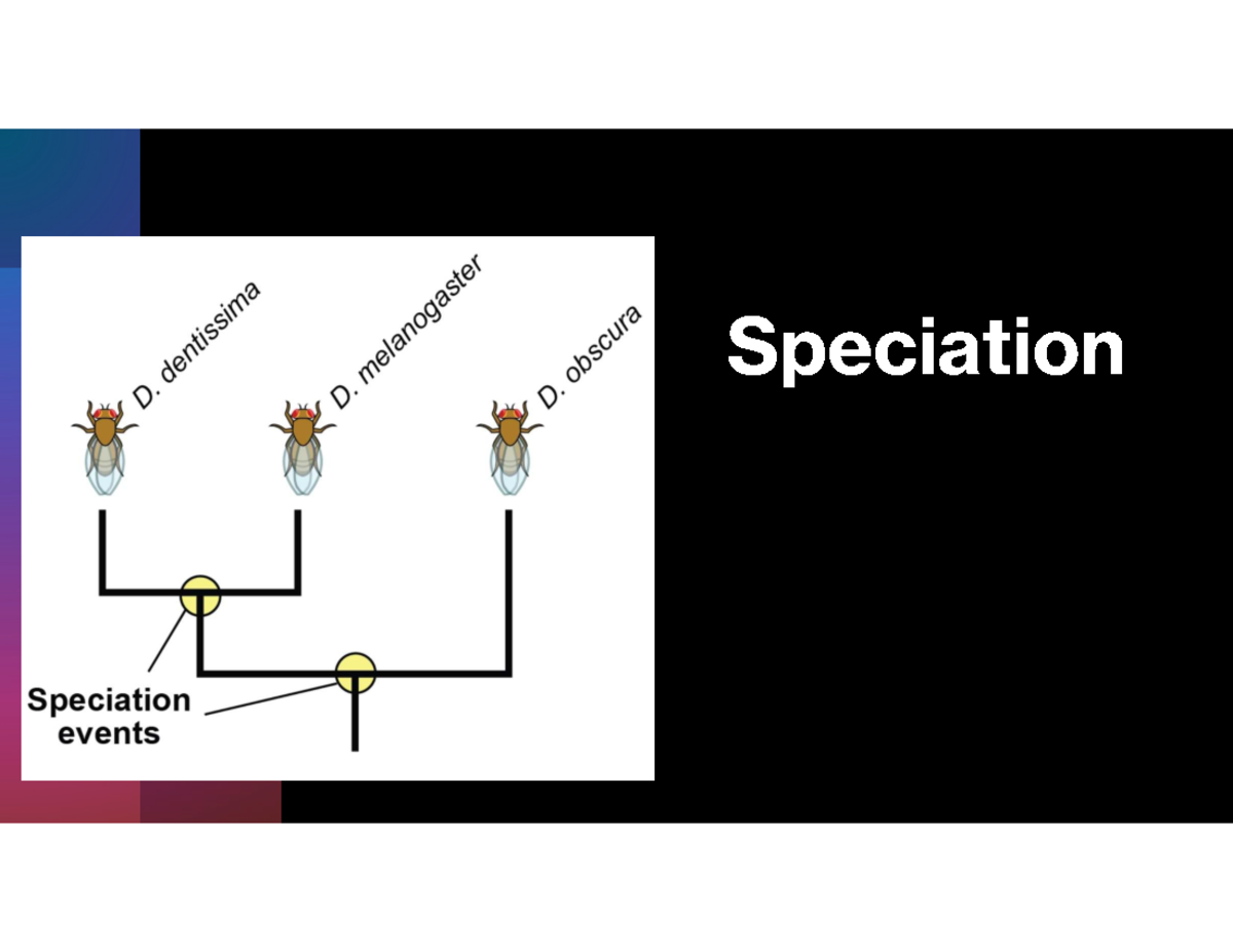 Understanding Speciation: Concepts, Evolution, and Modes (BIOL101 ...