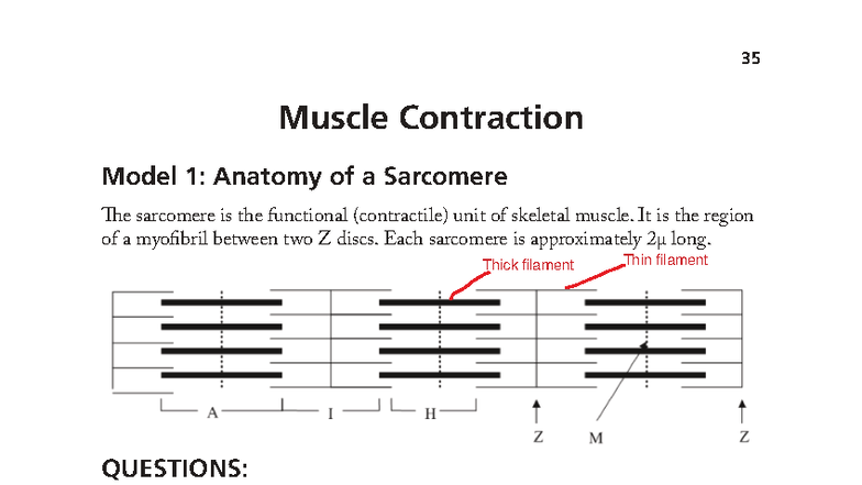 Muscle Contraction POGIL - Anatomy of the Sarcomere Model 1 - Studocu