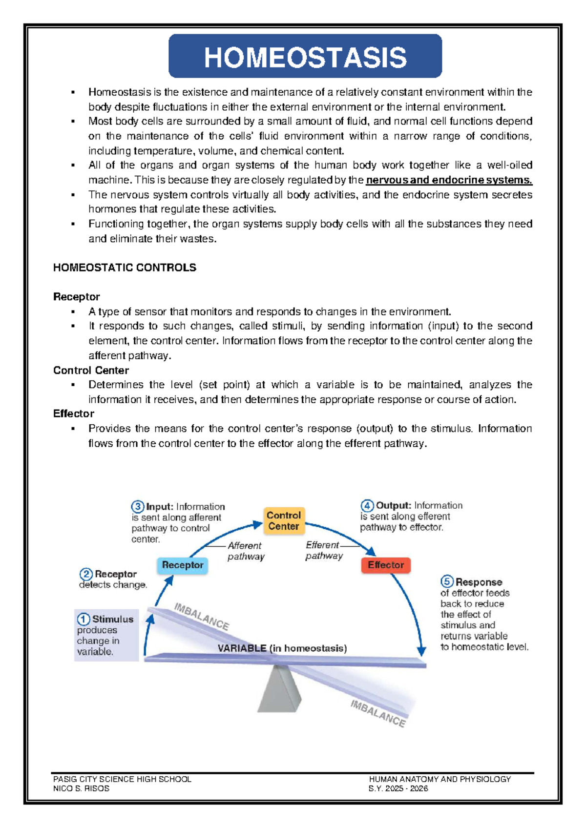Homeostasis in Human Anatomy - PASIG CITY SCIENCE HIGH SCHOOL - Studocu