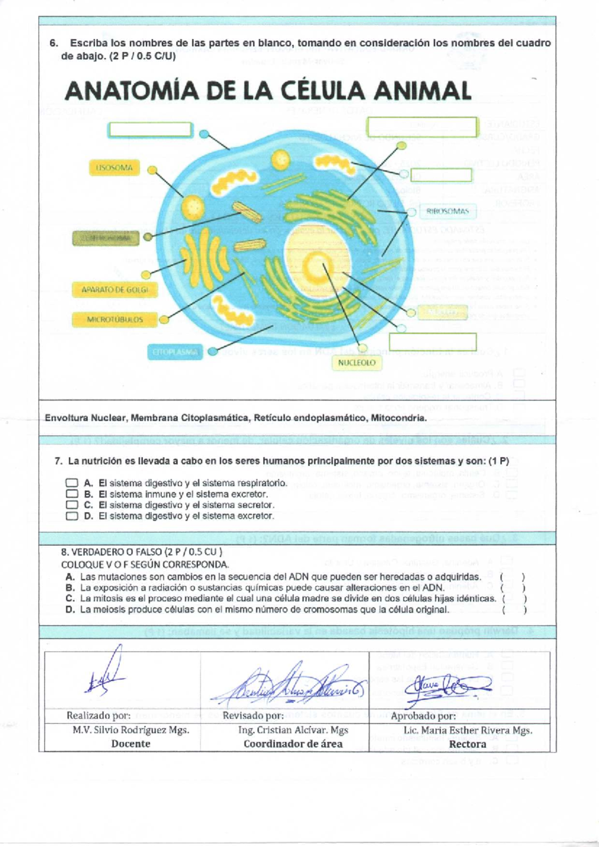 Cuestionario de Examen: Anatomía de la Célula Animal (2 P) - Studocu