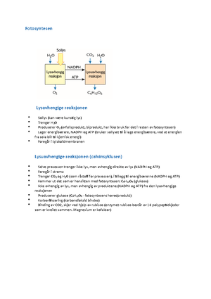 DNA replikasjon - DNA-replikasjon: kopiering av DNA-et 01 Kopiring av ...