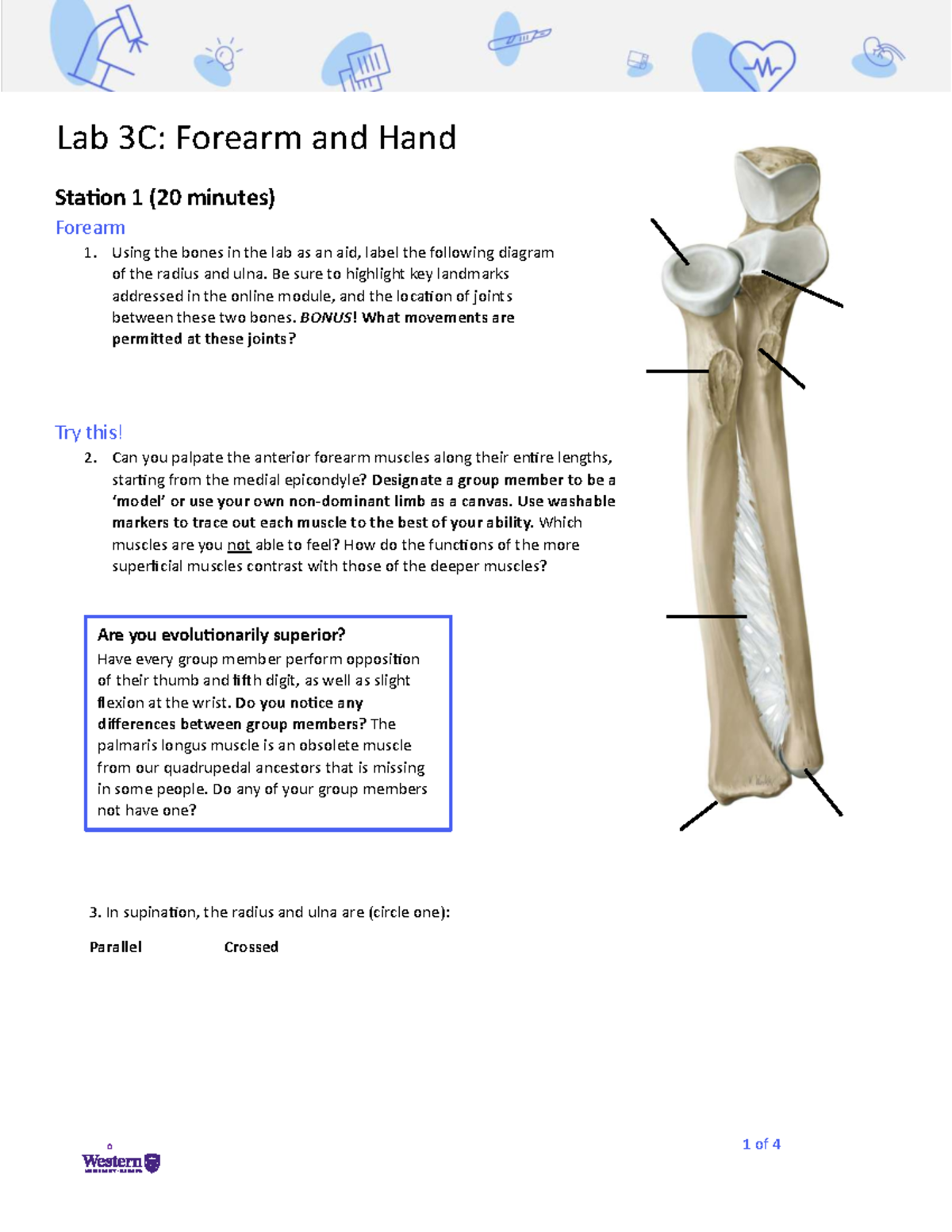 Lab 3C: Forearm and Hand Anatomy Exploration and Activities - Studocu