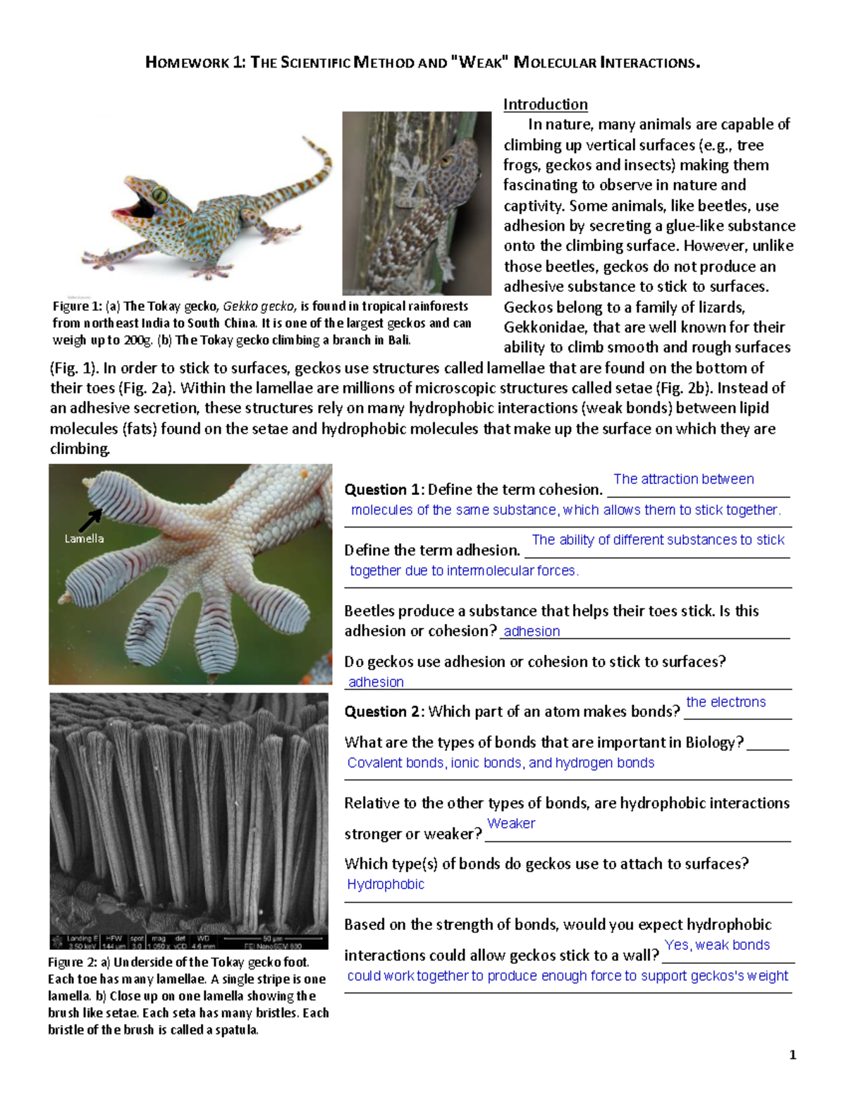 HW1: The Scientific Method & Gecko Adhesion Mechanisms - Studocu