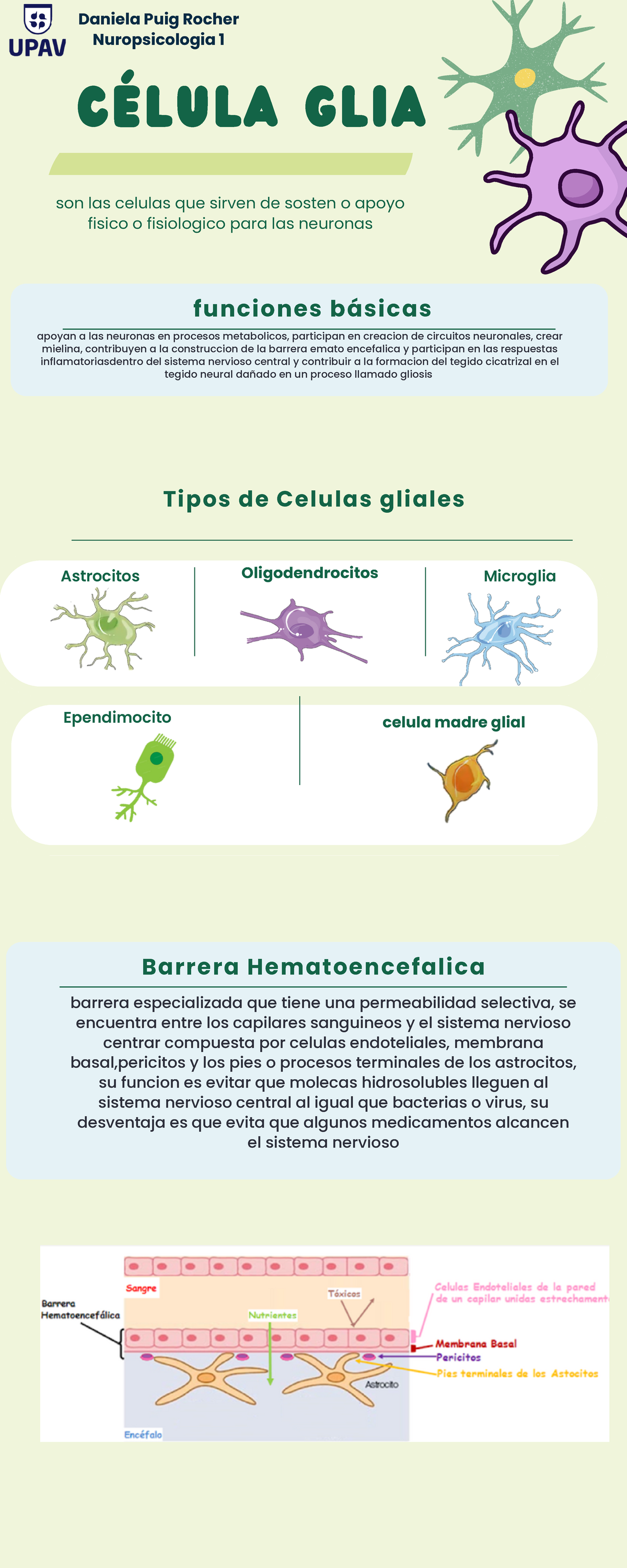 Infografía sobre Células Gliales - Neuropsicología 1 - Studocu