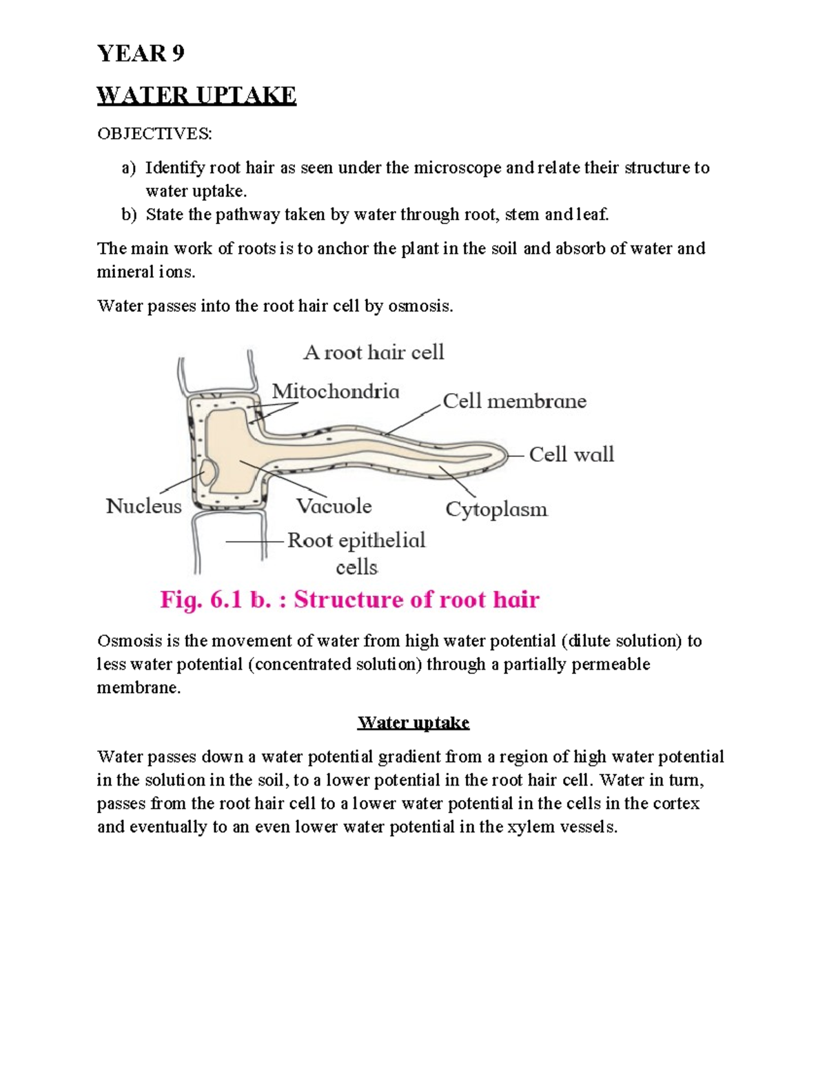 YEAR 9 Water Uptake: Understanding Root Hair & Transpiration Stream ...
