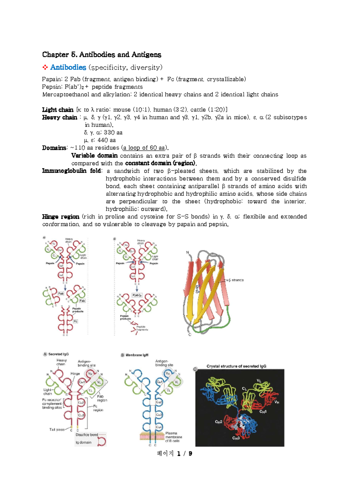 Abbas Chap5 - Chapter 5. Antibodies and Antigens Antibodies ...