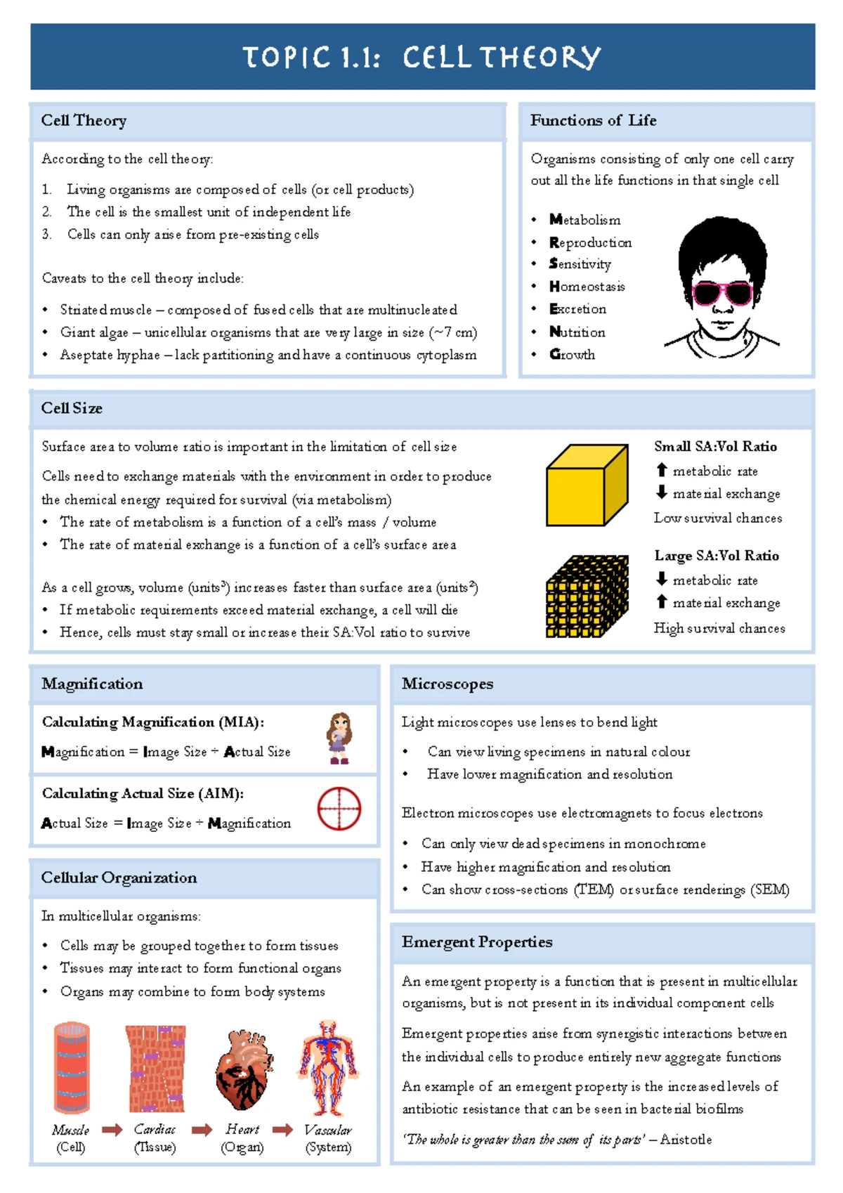 Biology I EOC Review Guide: Key Concepts & Practice (SC.912) - Studocu