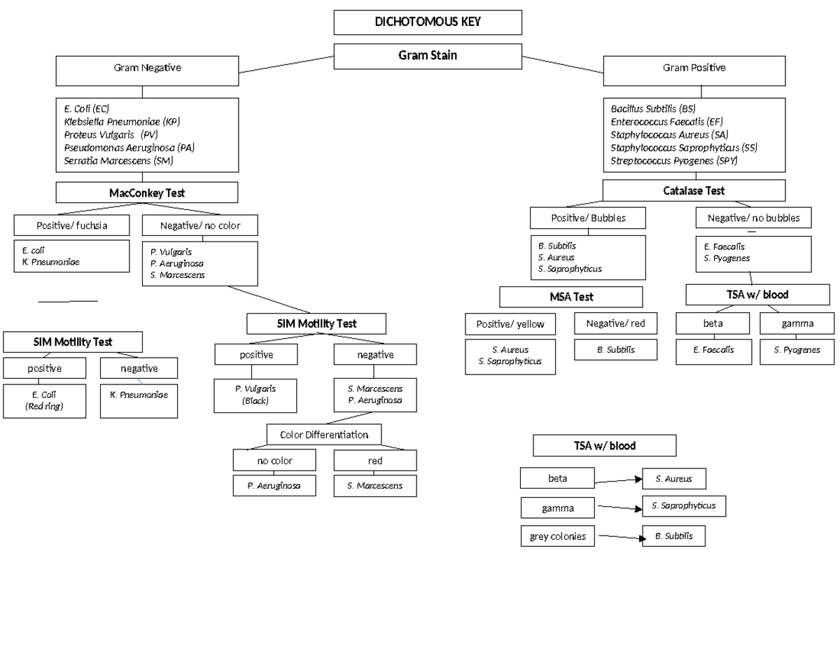 Dichotomous Key Microbiology