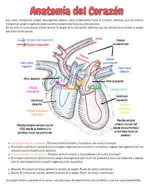 Anatomía Y Fisiología DEL Aparato Reproductor DEL TORO - ANATOMÍA Y ...