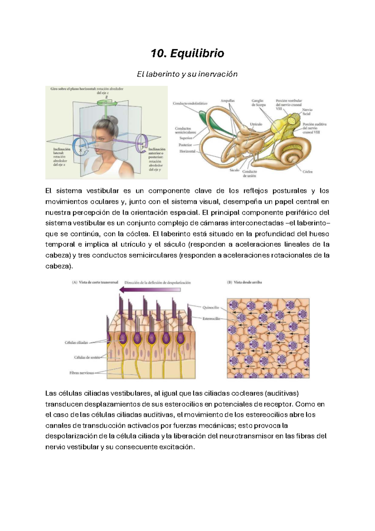 Tema 10 neuro - Apuntes neuto tema 10 - 10. Equilibrio El laberinto y ...