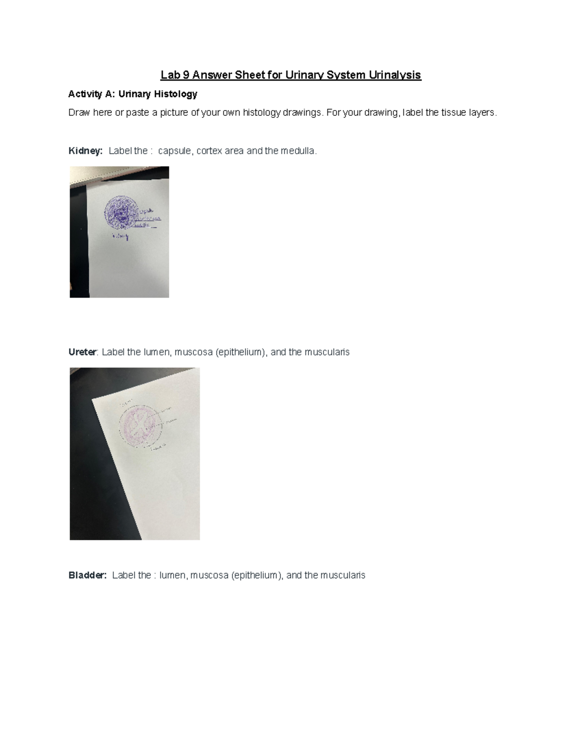 Lab 9 filled answer sheet - Lab 9 Answer Sheet for Urinary System ...
