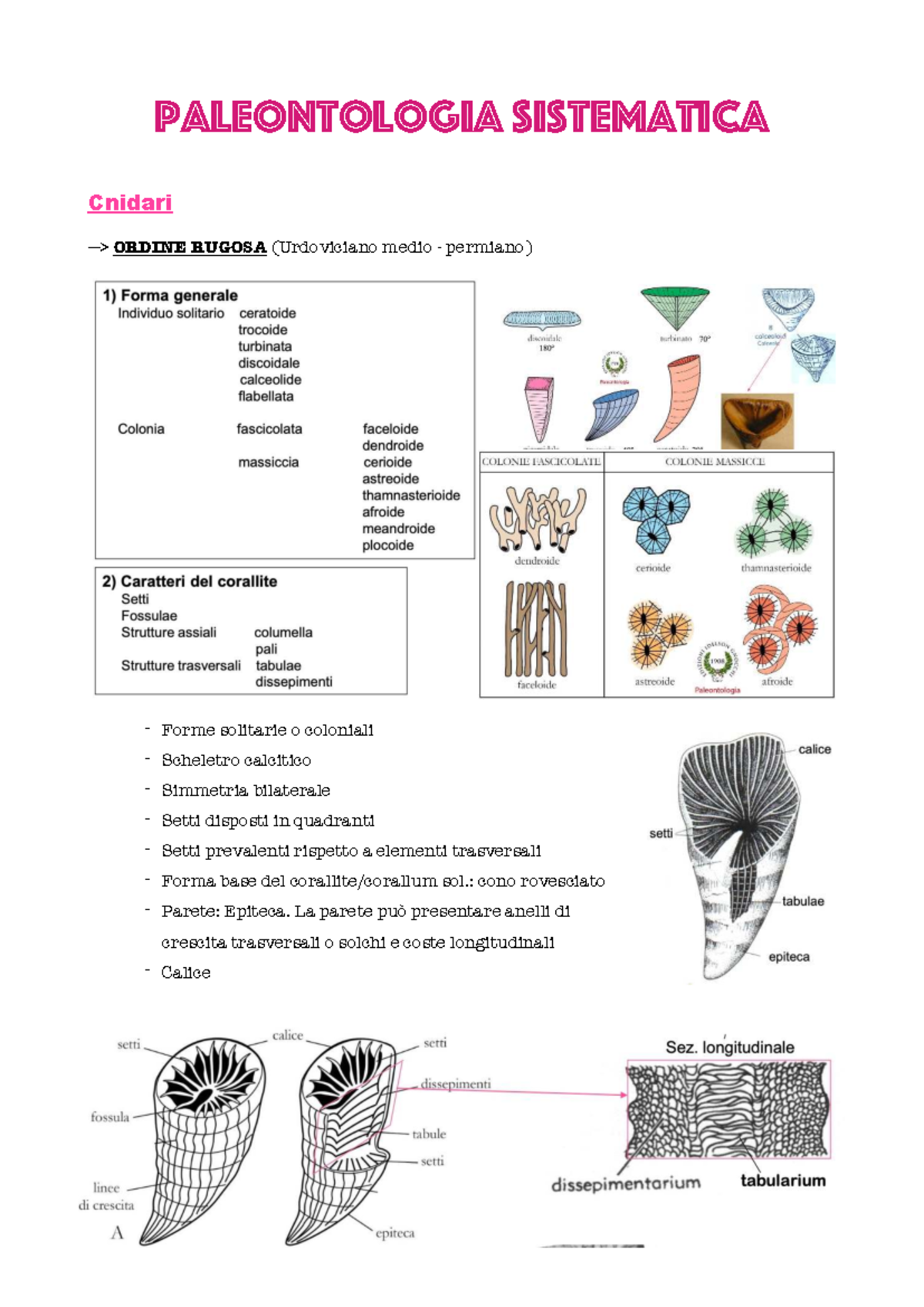 Paleontologia Sistemática: Cnidari e Bivalvi - Analisi e Significato ...