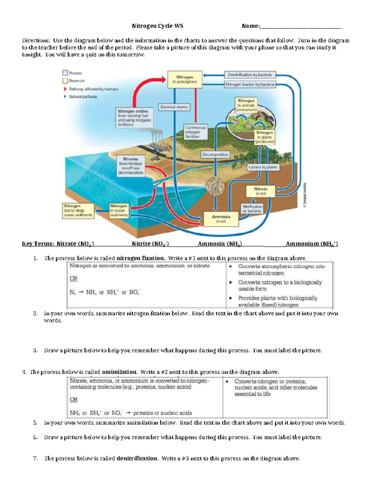 Nitrogen Cycle Quiz WS: Diagram Analysis & Key Processes - Studocu