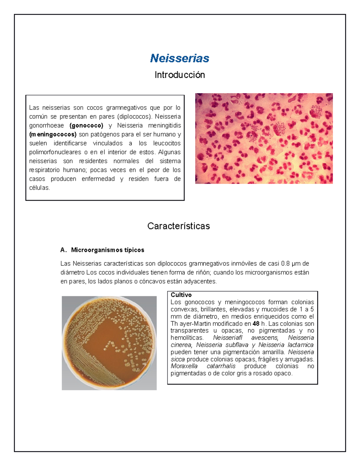 Características y Patogenia de Neisserias - Resumen Microbiología - Studocu