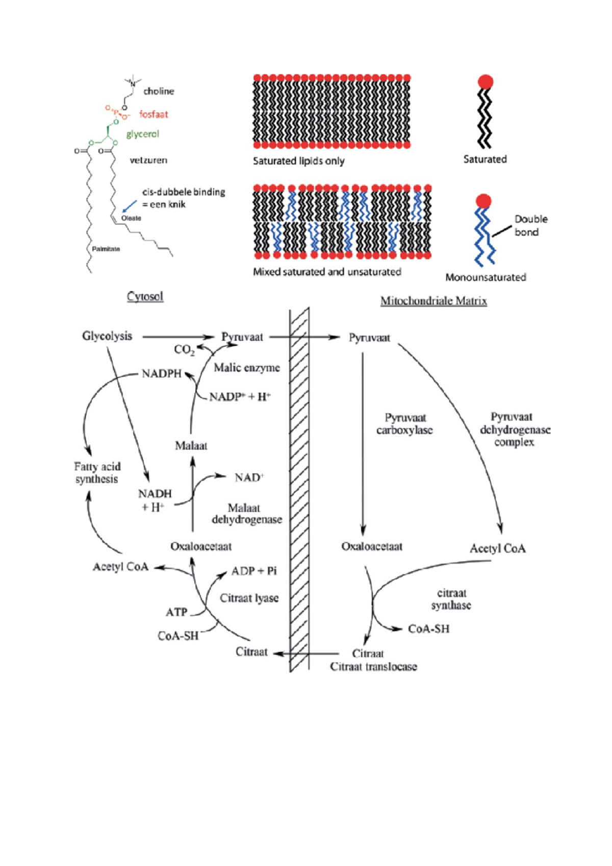 Belangrijke figuren H10: Vetzuursynthese en Metabolisme - Studocu