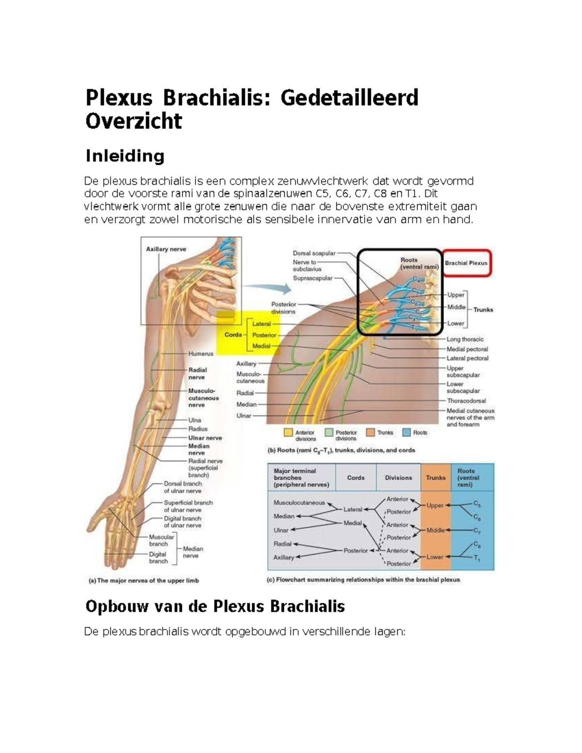 Plexus Brachialis: Gedetailleerd Overzicht van Anatomie en Functies ...