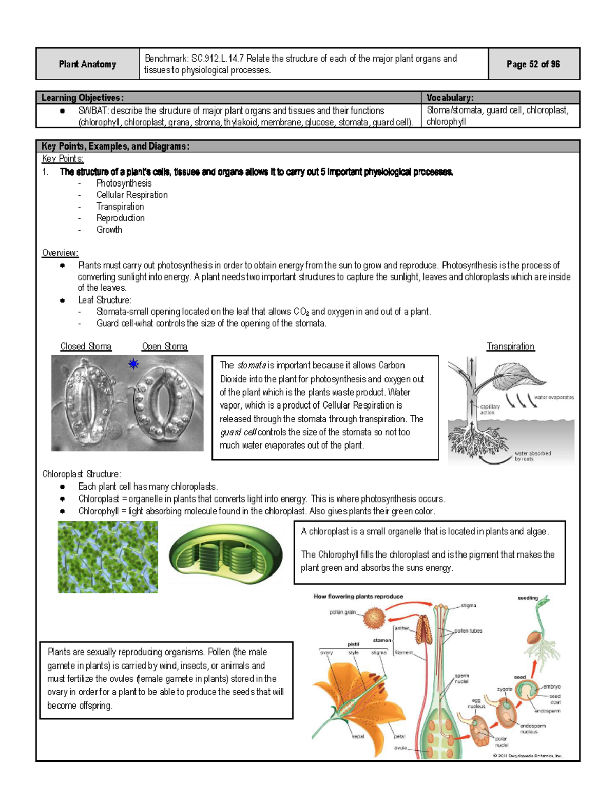 Plant Anatomy and Cellular Respiration Notes - SC.912.L.14.7 & SC.912.L ...