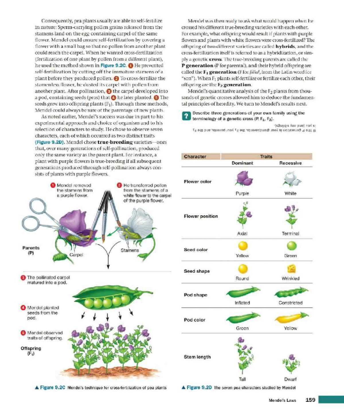 Genetics and Inheritance Patterns: Sweet Peas and Drosophila Studies ...