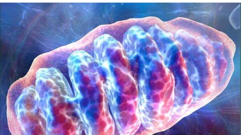 Cellular Respiration Overview: Glycolysis, Krebs Cycle, & ATP Yield ...
