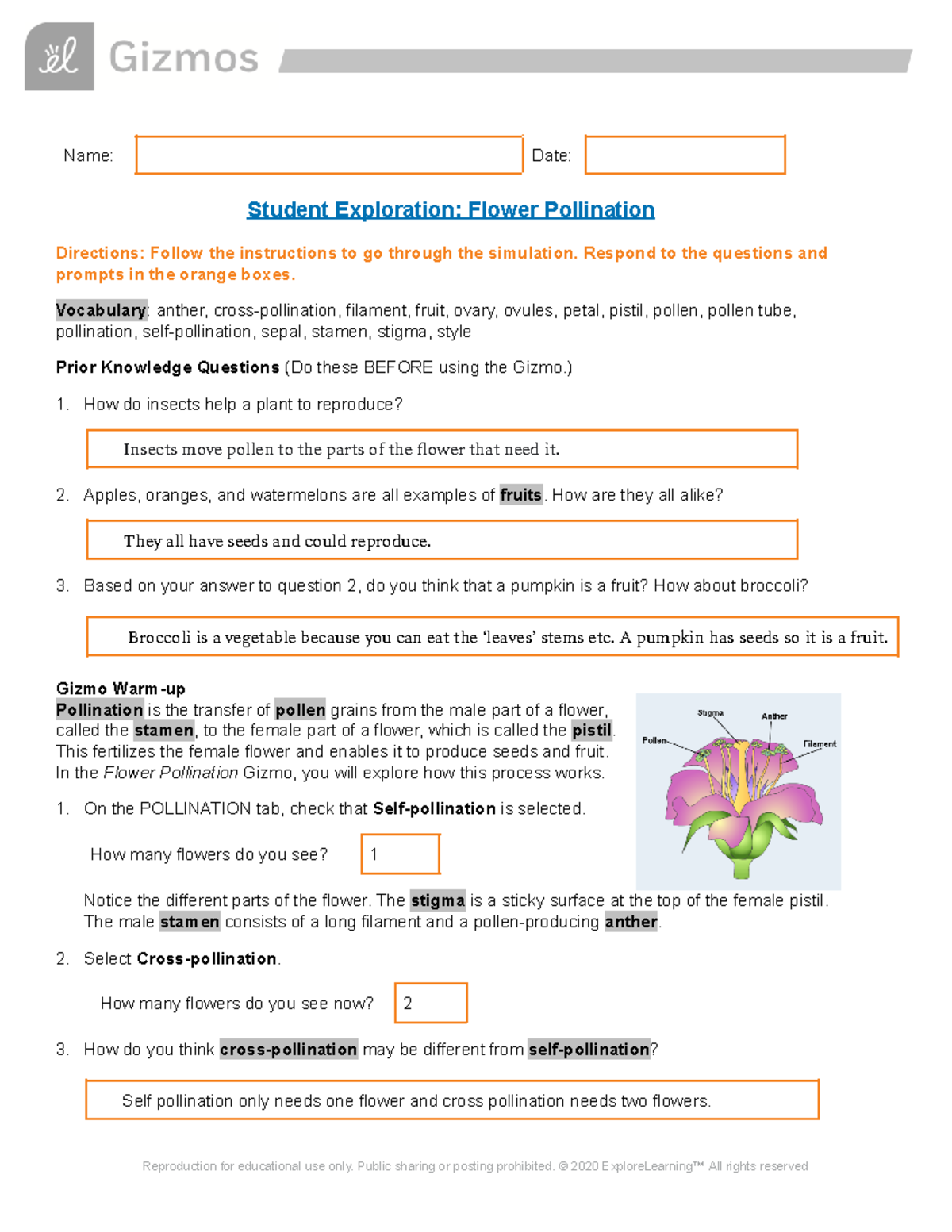 Gizmo Exploration: Flower Pollination (Student Exploration) - Studocu