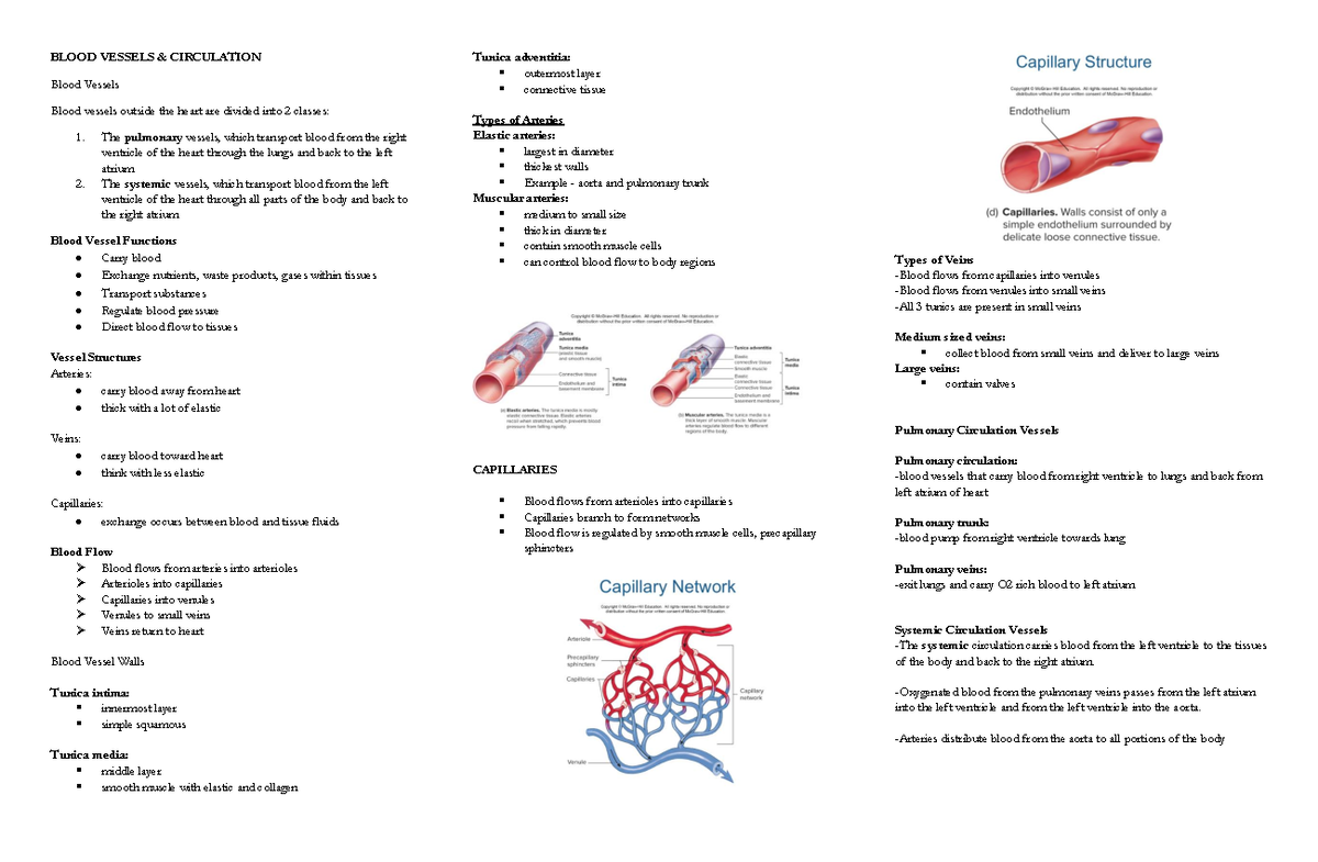 Blood Vessels: Structure, Function, and Circulation Overview - Studocu